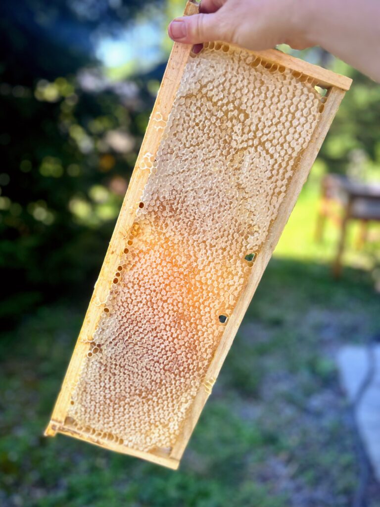 Entire honeycomb frame. Raw honey comb filled with pure honey 4+ lbs ...